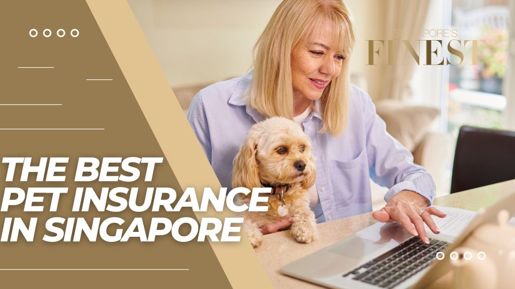 6 Trustworthy Pet Insurance in Singapore [2025]