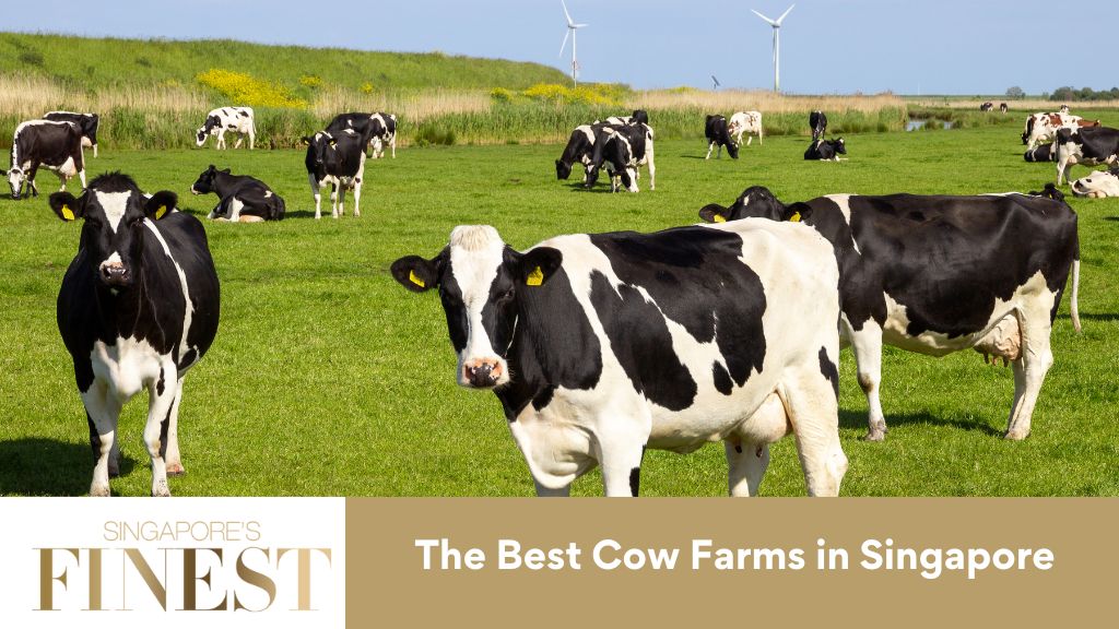 3 Trustworthy Cow Farms in Singapore [2025]