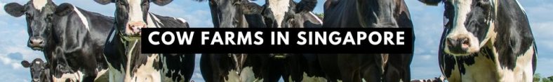 3 Trustworthy Cow Farms in Singapore [2025]